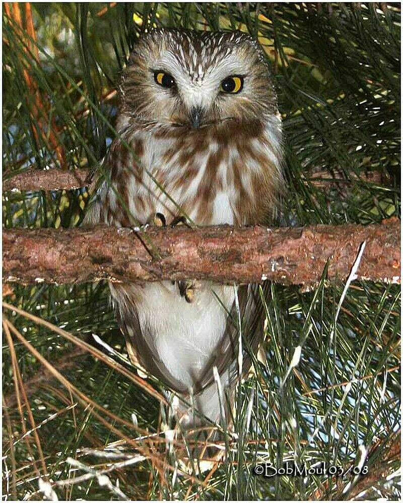 Petite Nyctale adulte - bomo48828