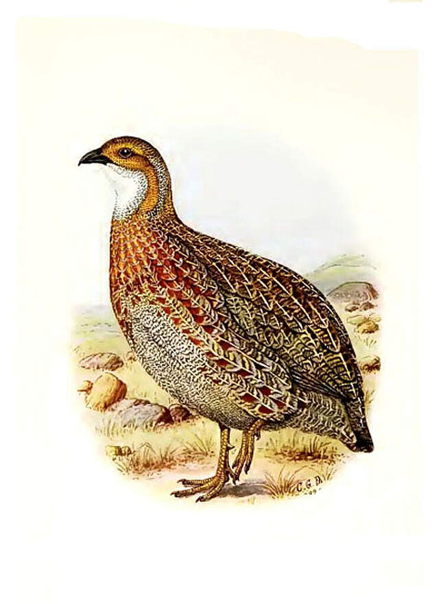 Grey-winged Francolin - Scleroptila afra - brho77139