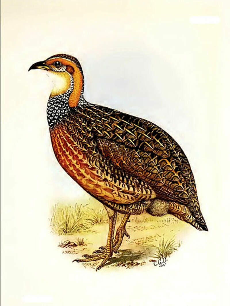 Red-winged Francolin - Scleroptila levaillantii - brho77140