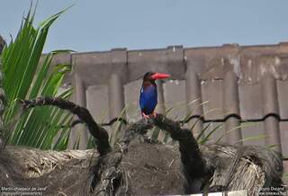 Martin-chasseur de Java adulte - brdu166145