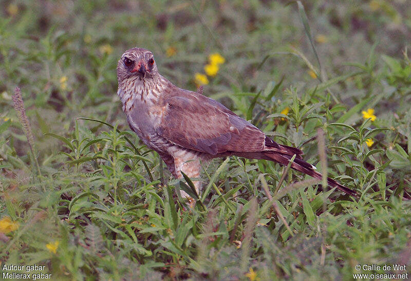 Gabar Goshawk - Micronisus gabar immature - cadw47685