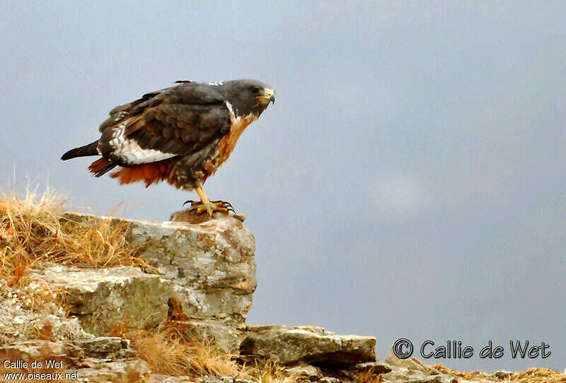 Jackal Buzzard - Buteo rufofuscus adult, - cadw37572