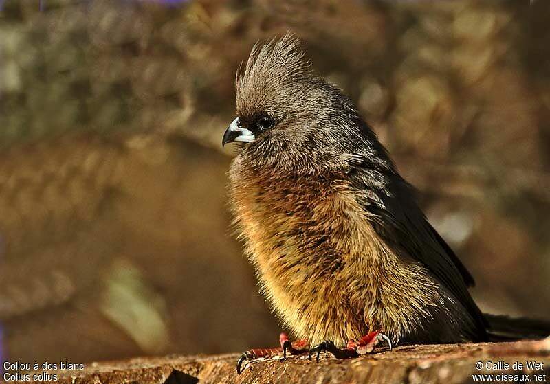 White-backed Mousebird - Colius colius adult - cadw27000