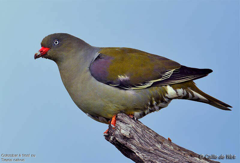 Colombar à front nu adulte - cadw47532