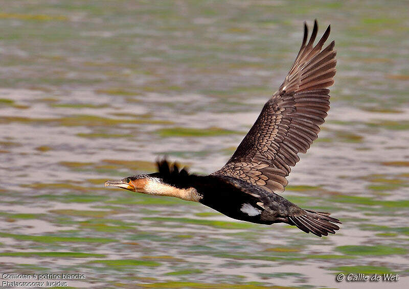 White-breasted Cormorant - Phalacrocorax lucidus adult - cadw47861