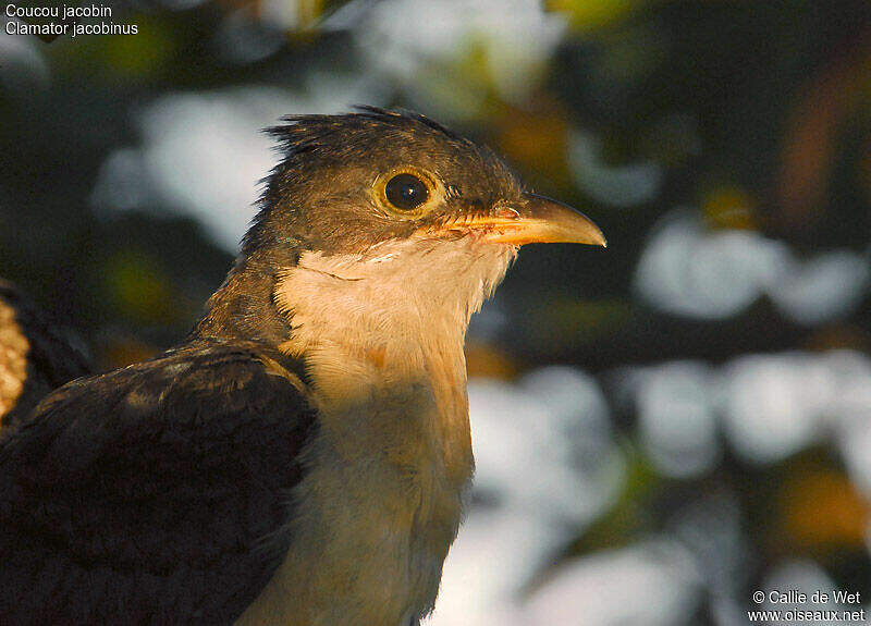 Jacobin Cuckoo - Clamator jacobinus juvenile - cadw20485