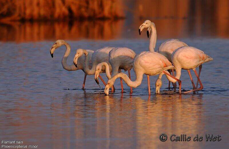 Flamant nain juvénile - cadw38019
