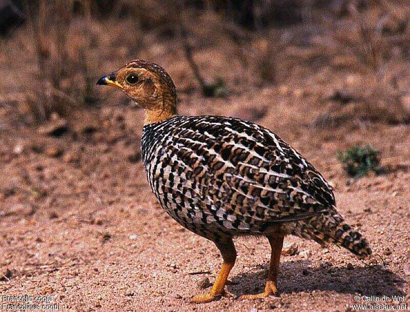 Francolin coqui mâle adulte - cadw24659