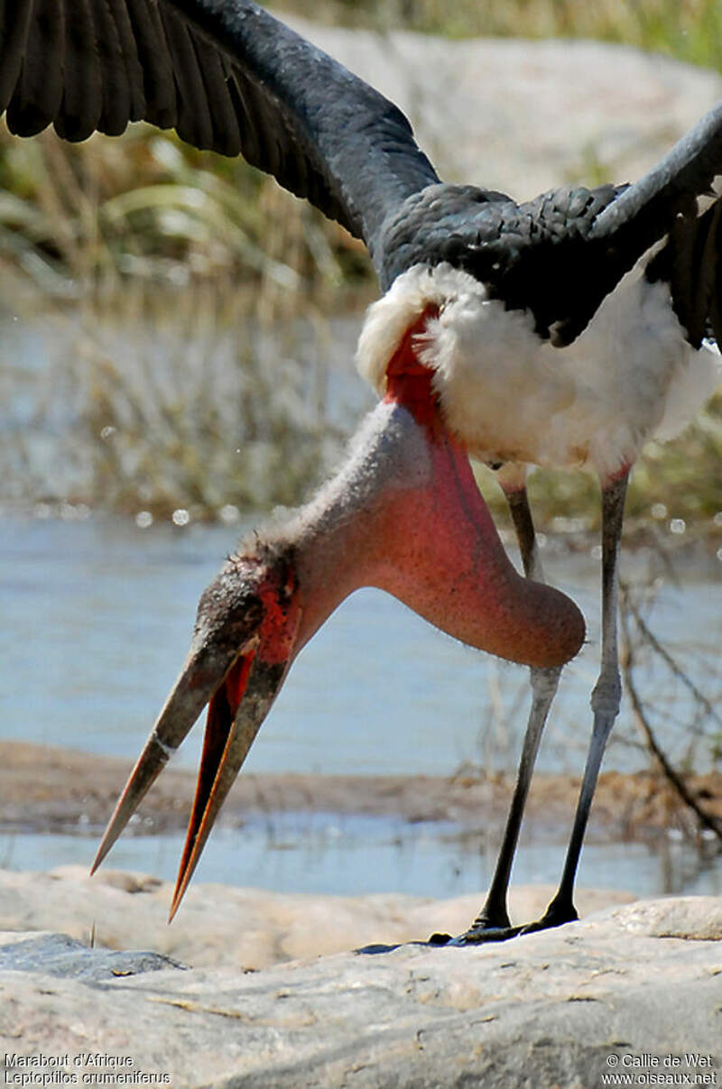Marabou Stork - Leptoptilos crumenifer adult - cadw20034