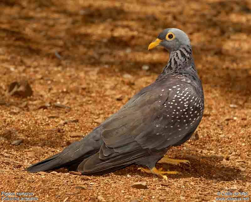 African Olive Pigeon - Columba arquatrix adult - cadw29474