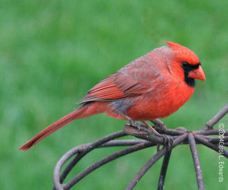 Cardinal rouge - caed4292