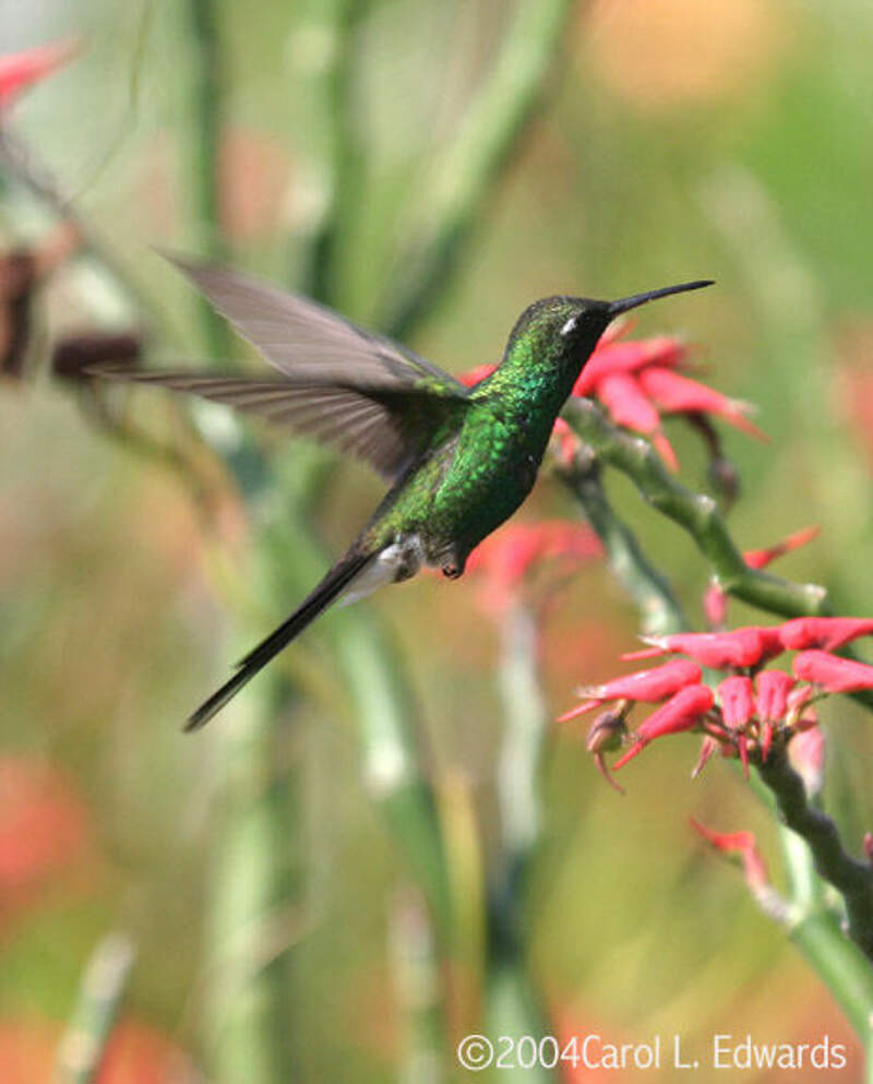 Émeraude de Ricord - caed3920
