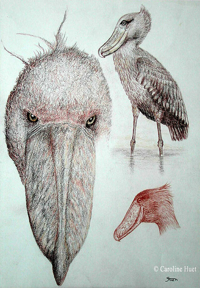 Bec-en-sabot du Nil - cahu74573