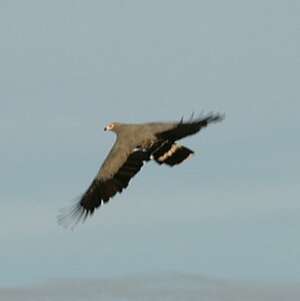 Gymnogène de Madagascar - Polyboroides radiatus
