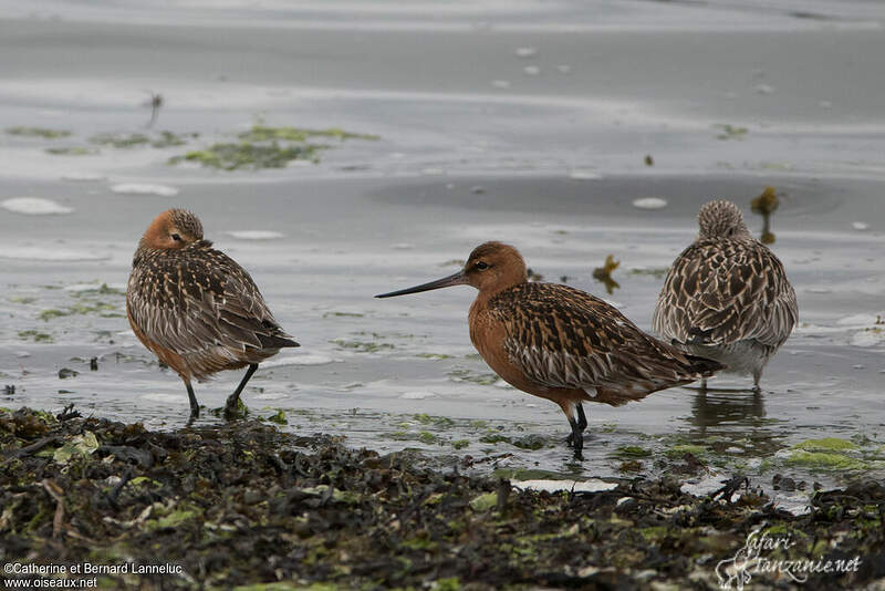 Barge rousse adulte nuptial - cala243988