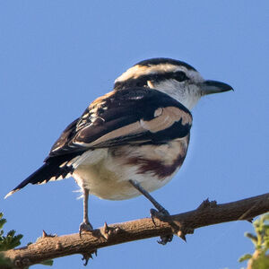 Brubru africain - Nilaus afer