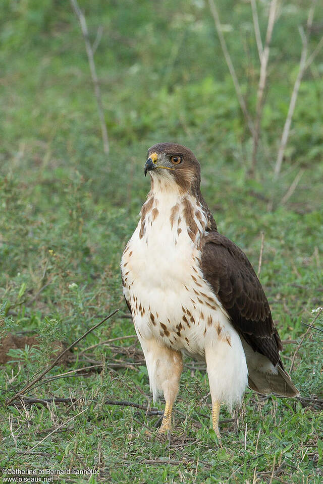 Buse augure - Buteo augur - cala165934
