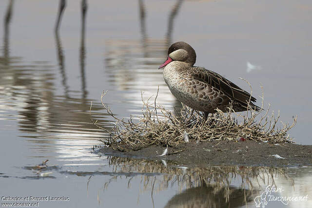 Canard à bec rouge adulte - cala293241