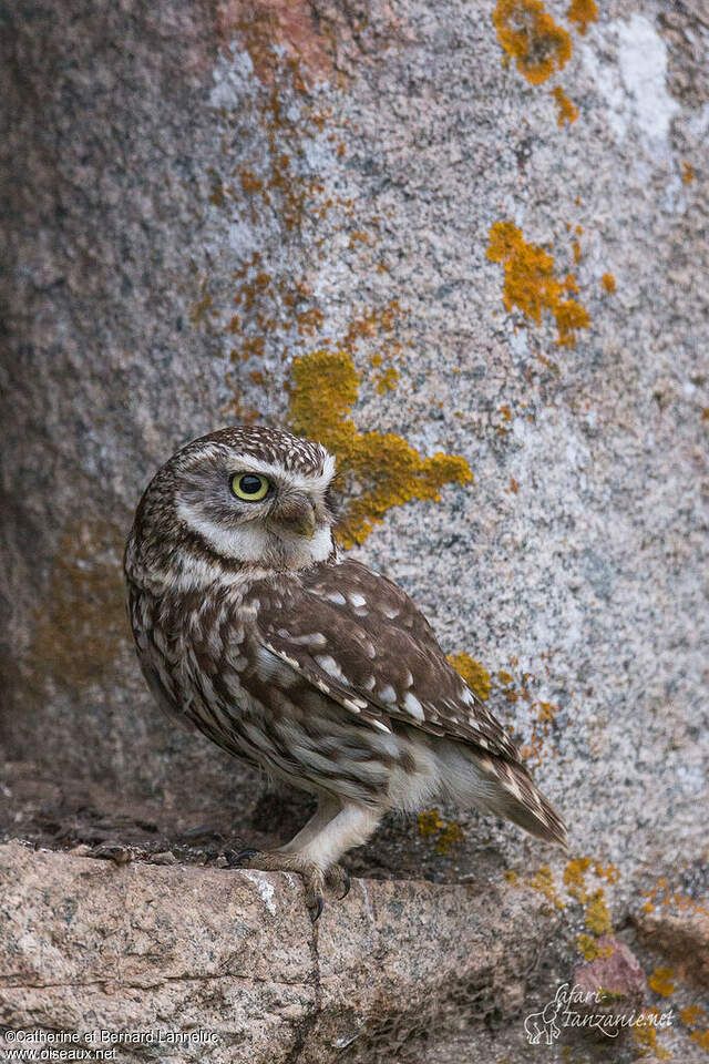 Chevêche d'Athéna adulte - cala228853