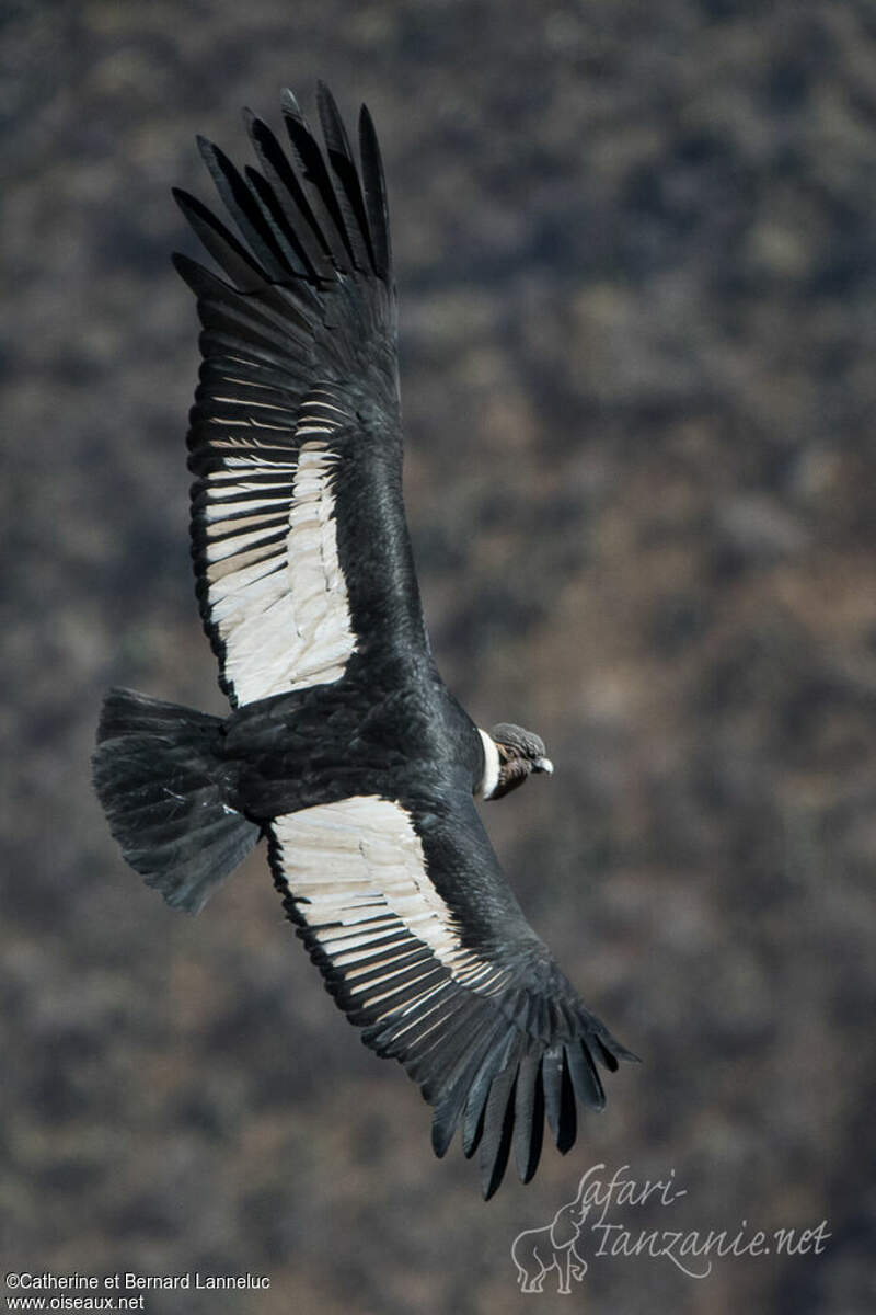 Andean Condor - Vultur gryphus adult - cala188798