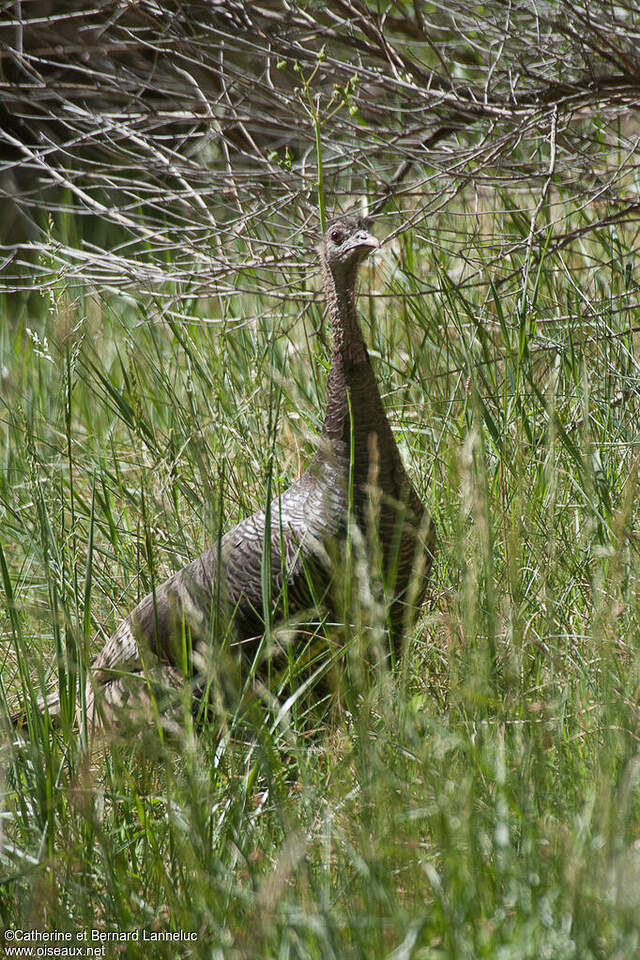 Dindon sauvage femelle - cala168411