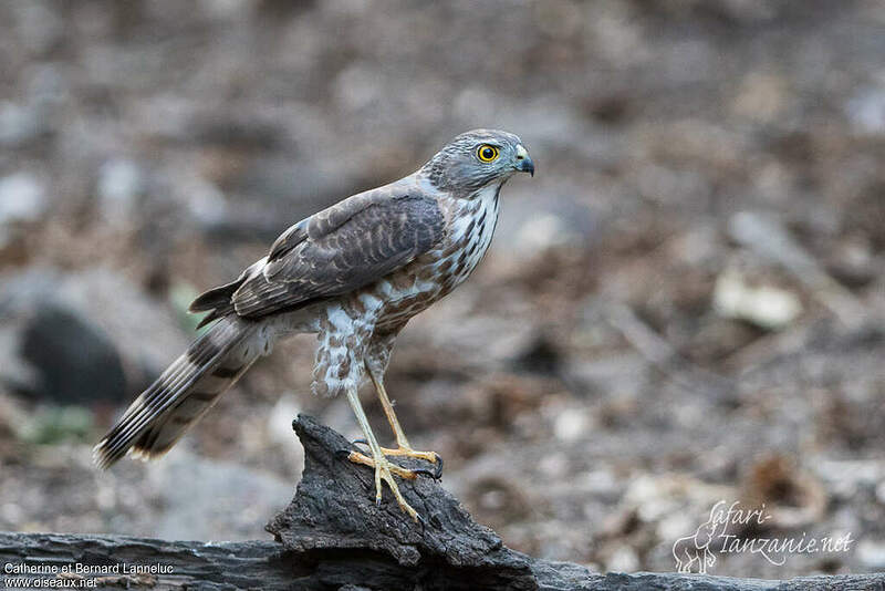 Besra - Tachyspiza virgata immature - cala200072