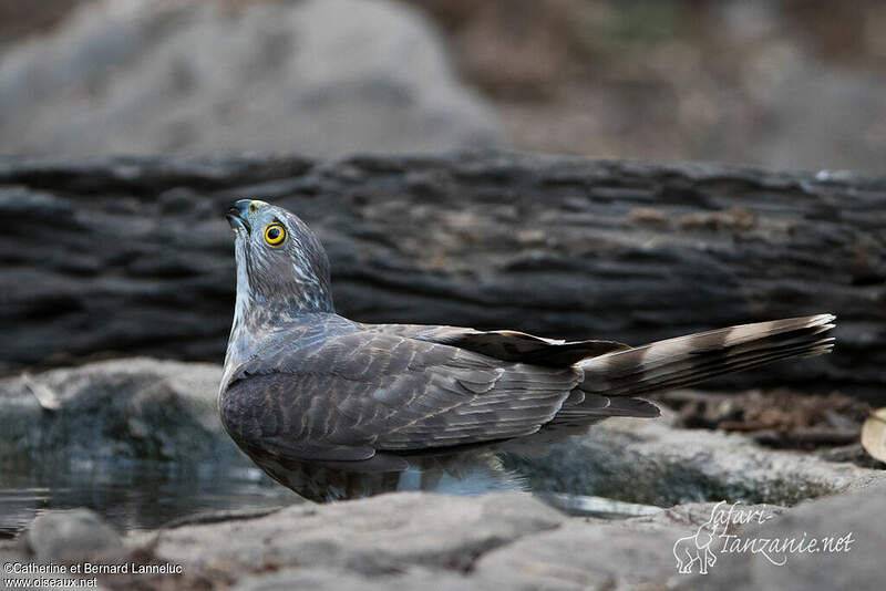 Besra - Tachyspiza virgata immature - cala200080