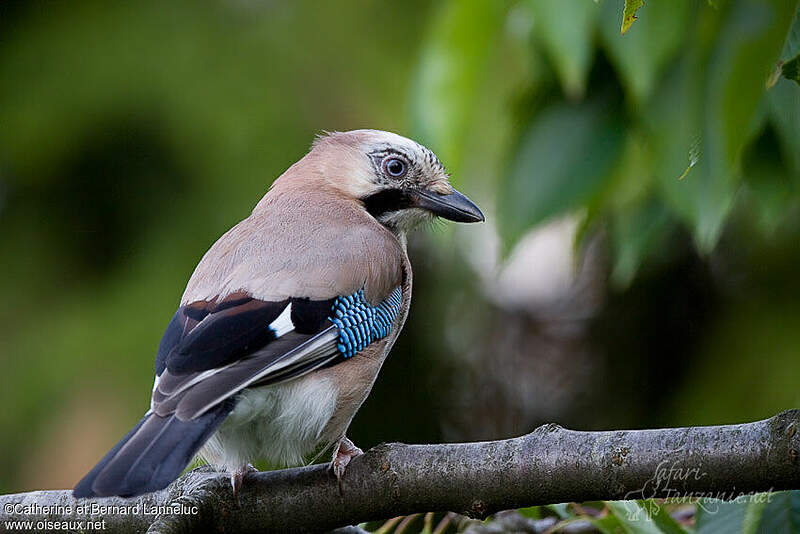 Geai des chênes - cala170517