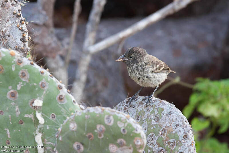 Common Cactus Finch - Geospiza scandens female adult - cala164905
