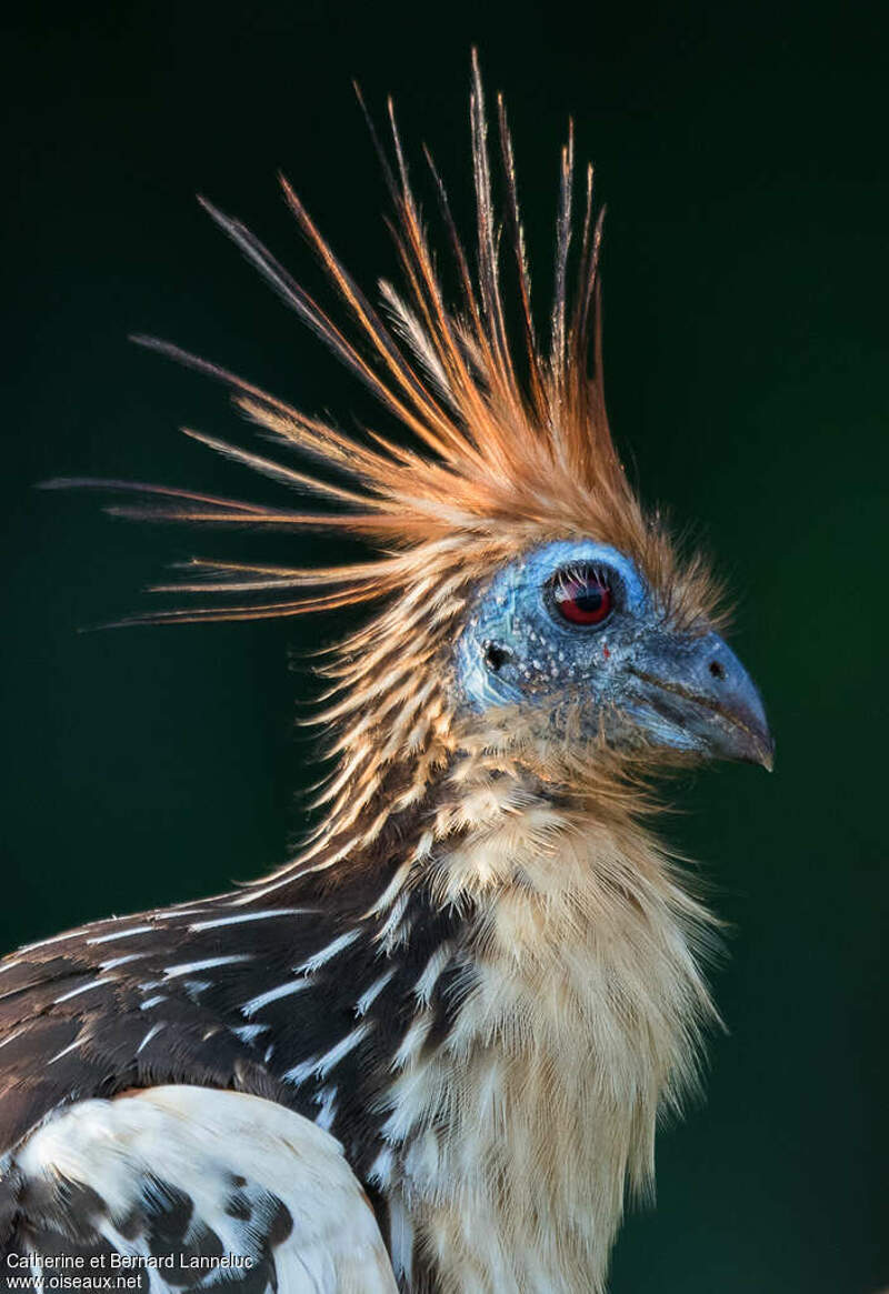 Hoatzin - Opisthocomus hoazin adult - cala189387