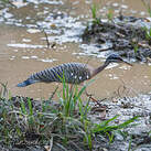 Caurale soleil - Eurypyga helias