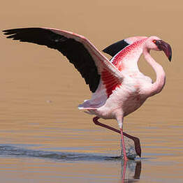 Flamant nain - Phoeniconaias minor