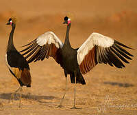 Grue couronnée - Balearica pavonina