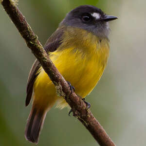 Ornate Flycatcher - Myiotriccus ornatus