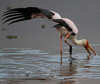 Tantale ibis - Mycteria ibis