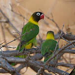 Inséparable masqué - Agapornis personatus