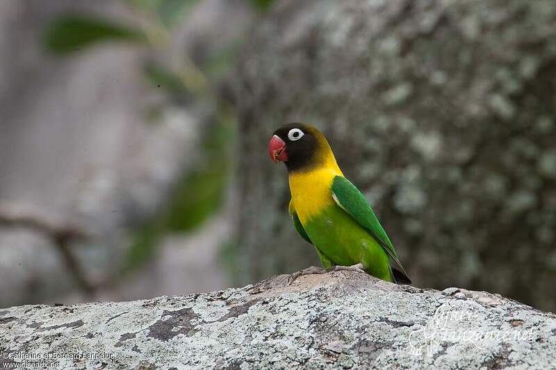 Inséparable masqué adulte - cala302025