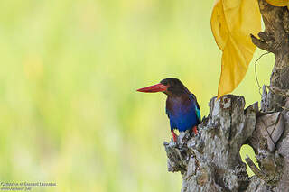 Martin-chasseur de Java adulte - cala163689