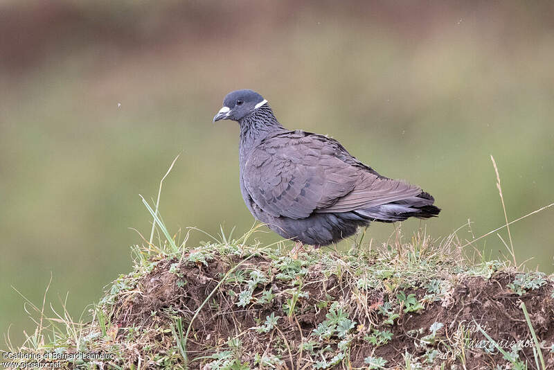 Pigeon à collier blanc adulte - cala255492