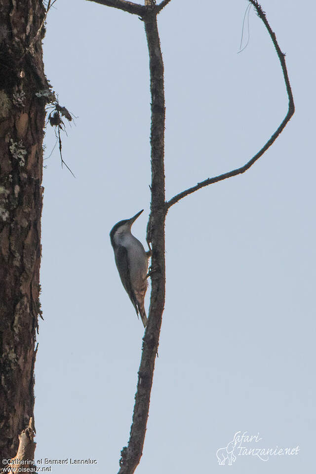 Sittelle géante adulte - cala241999