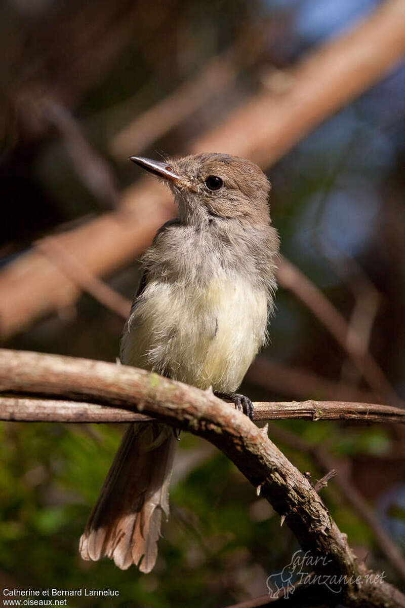 Galapagos Flycatcher - Myiarchus magnirostris adult - cala163720
