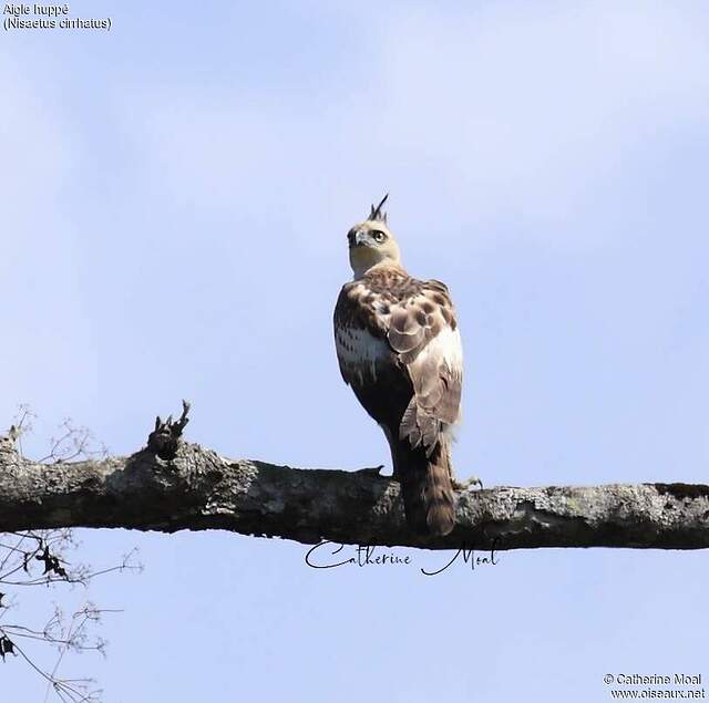 Aigle huppé - caam265576