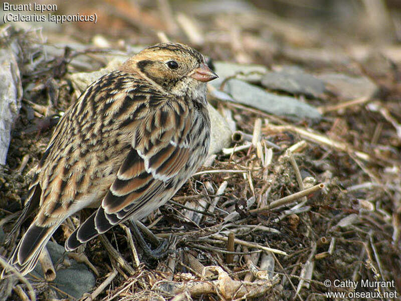 Bruant lapon - camu3570