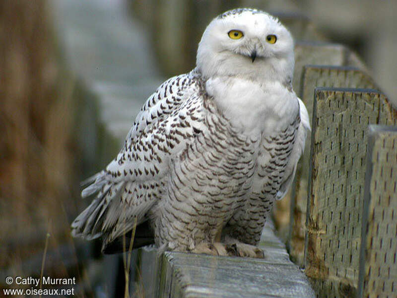 Harfang des neiges - camu6157