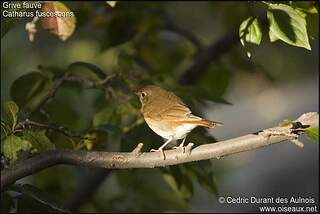 Grive fauve - ceda24727