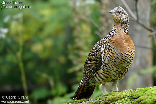 Grand Tétras - cegi12290