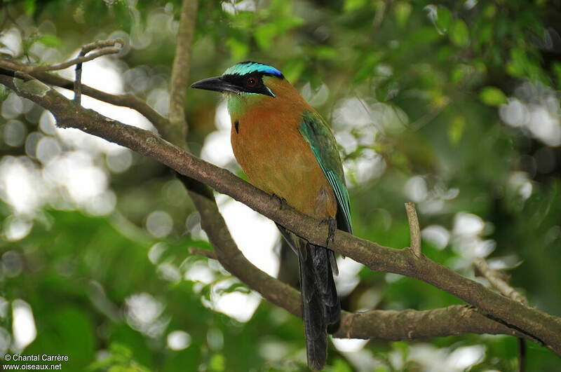 Motmot de Lesson - chca227182