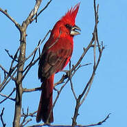 Vermilion Cardinal - Cardinalis phoeniceus