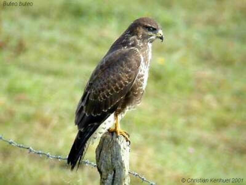 Buse variable - chke62