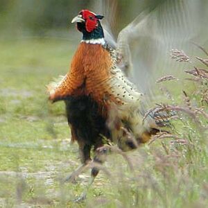 Galliformes - Oiseaux.net